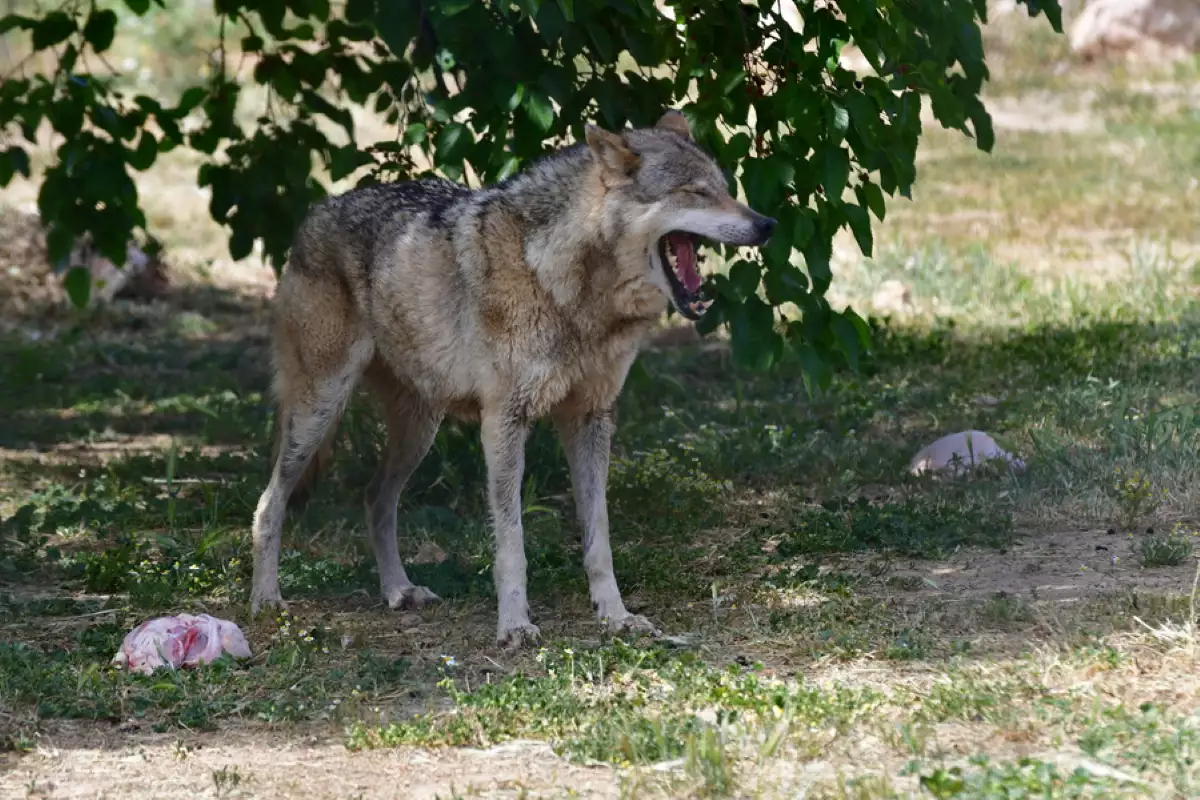 Πάρνηθα: Κόκκινη κάρτα στην εντολή για απομάκρυνση των λύκων